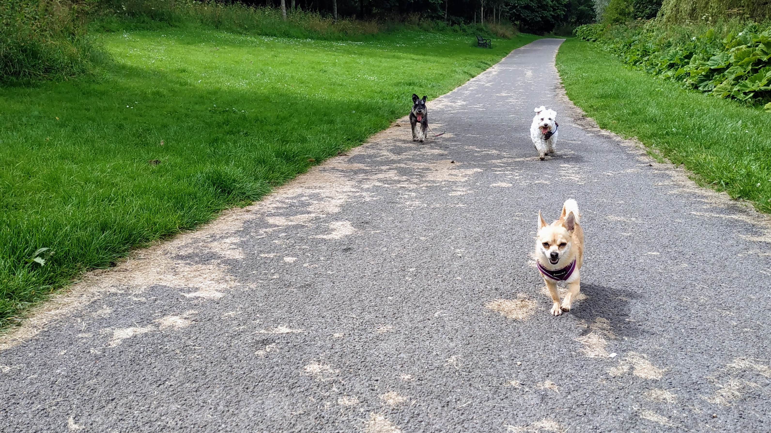 Benefits of Loose Leash Walking - Small Dog Solutions